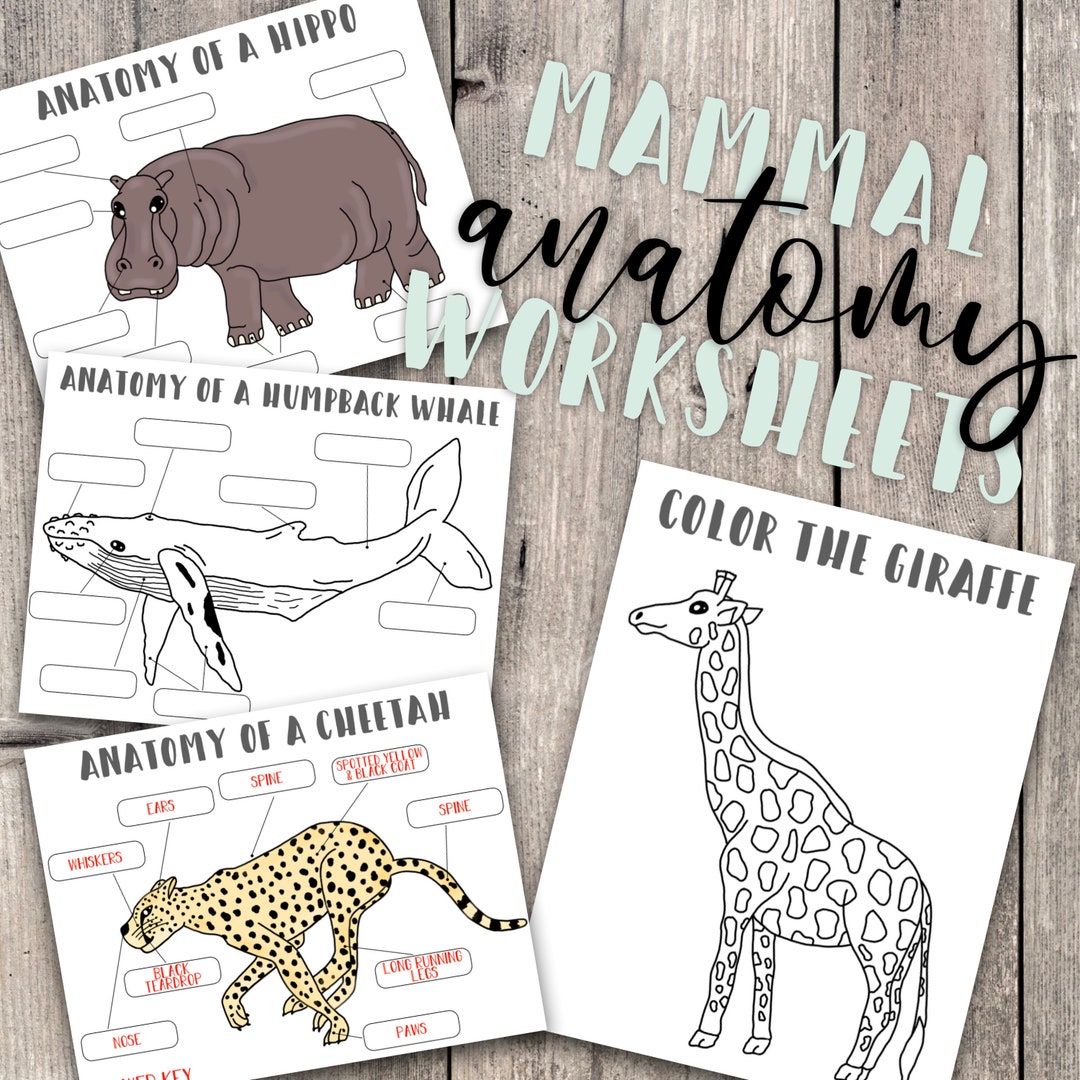 Mammal Anatomy Labeling Worksheets, Printable, Digital Download - Etsy