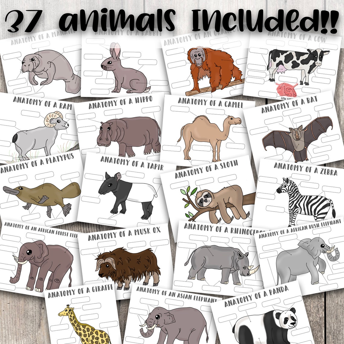 Mammal Anatomy Labeling Worksheets Printable Digital | Etsy
