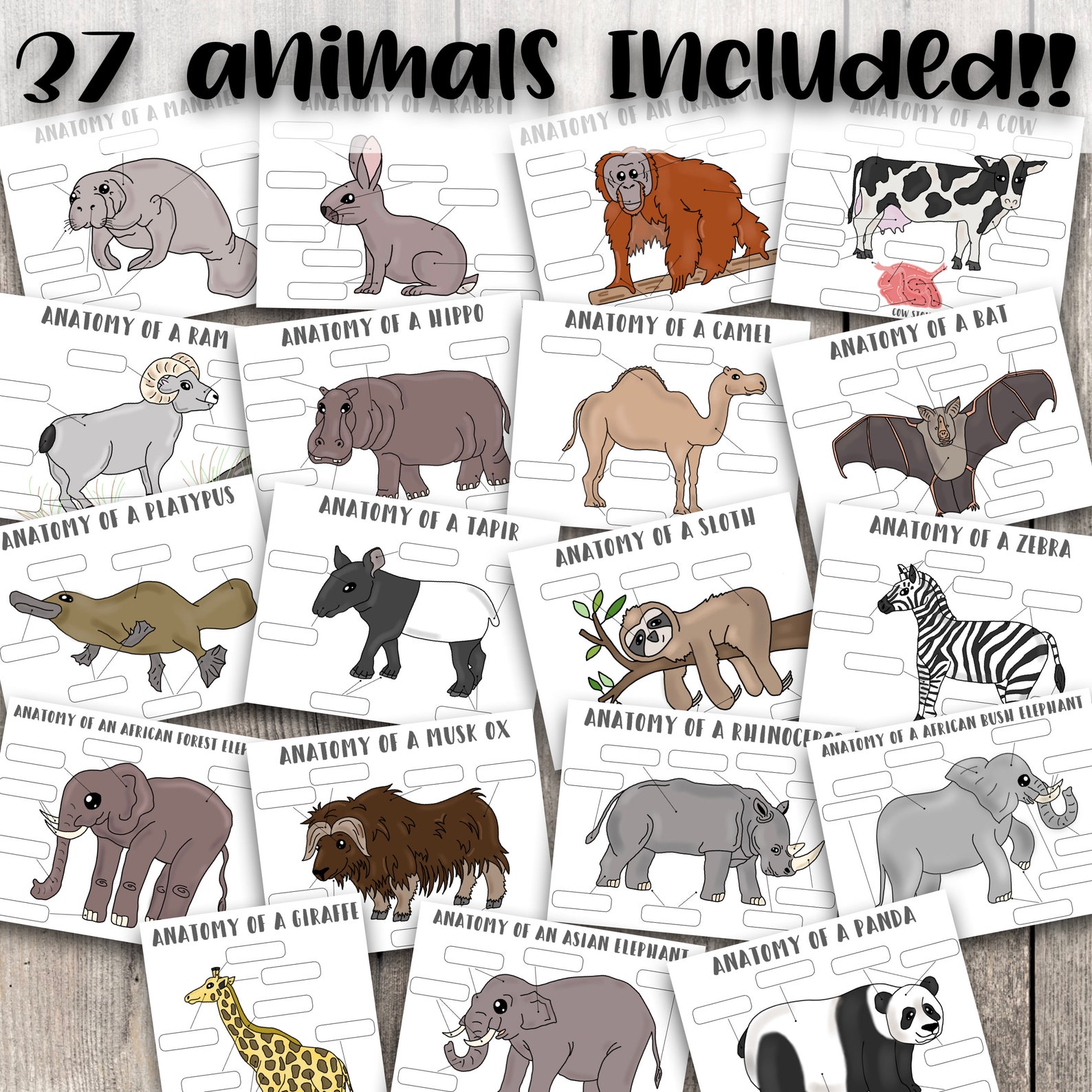 Mammal Anatomy Labeling Worksheets Printable Digital | Etsy