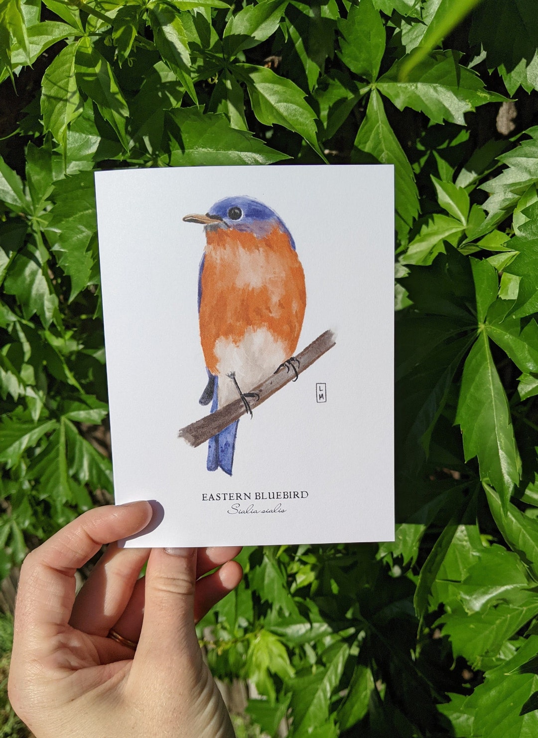 Eastern Bluebird Note Card | Eastern Bluebird Greeting Card | Bird Note ...