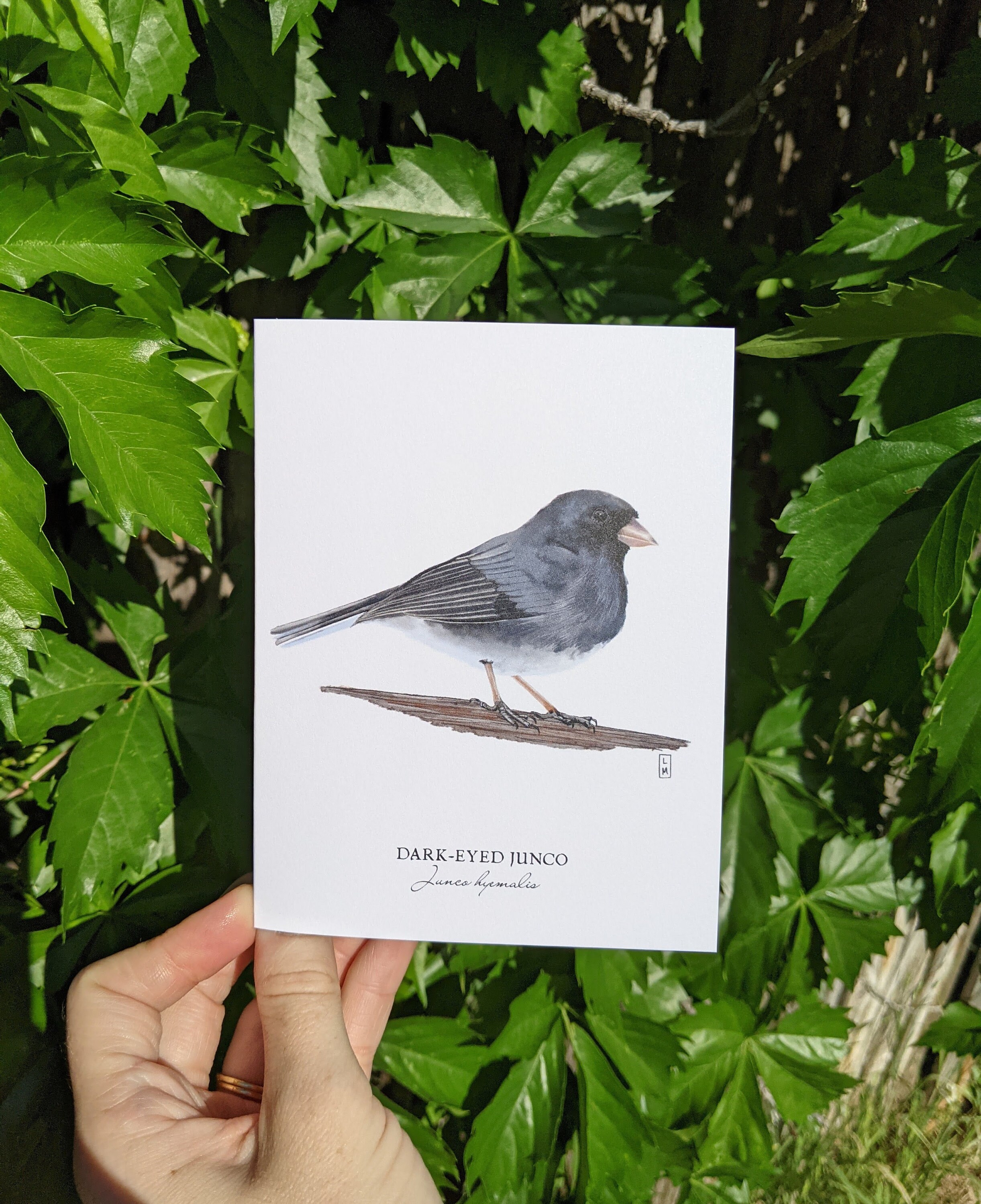 Bird Note Cards | Set of 7 | Bird Greeting Cards | Set of 7 Bird Note ...