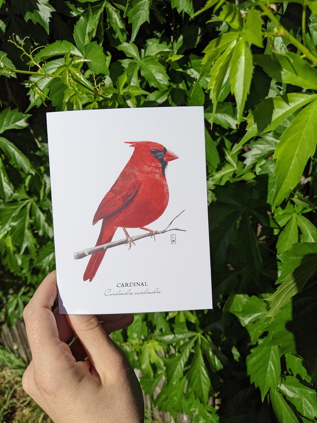 Cardinal Note Card | Cardinal Greeting Card | Bird Note Card | Blank ...