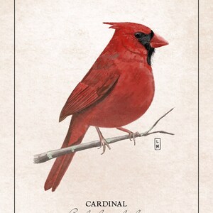 5x7 Vintage Cardinal Print | Vintage Bird Print | Cardinal Bird Print ...