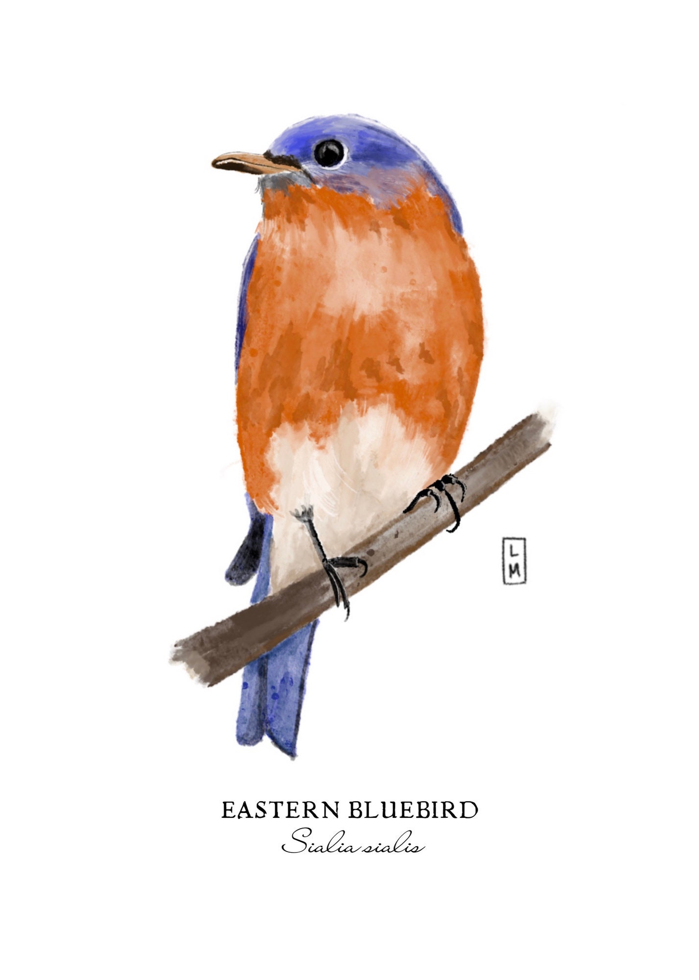 5x7 Eastern Bluebird Print | Bird Print | Bluebird Print | Hand ...