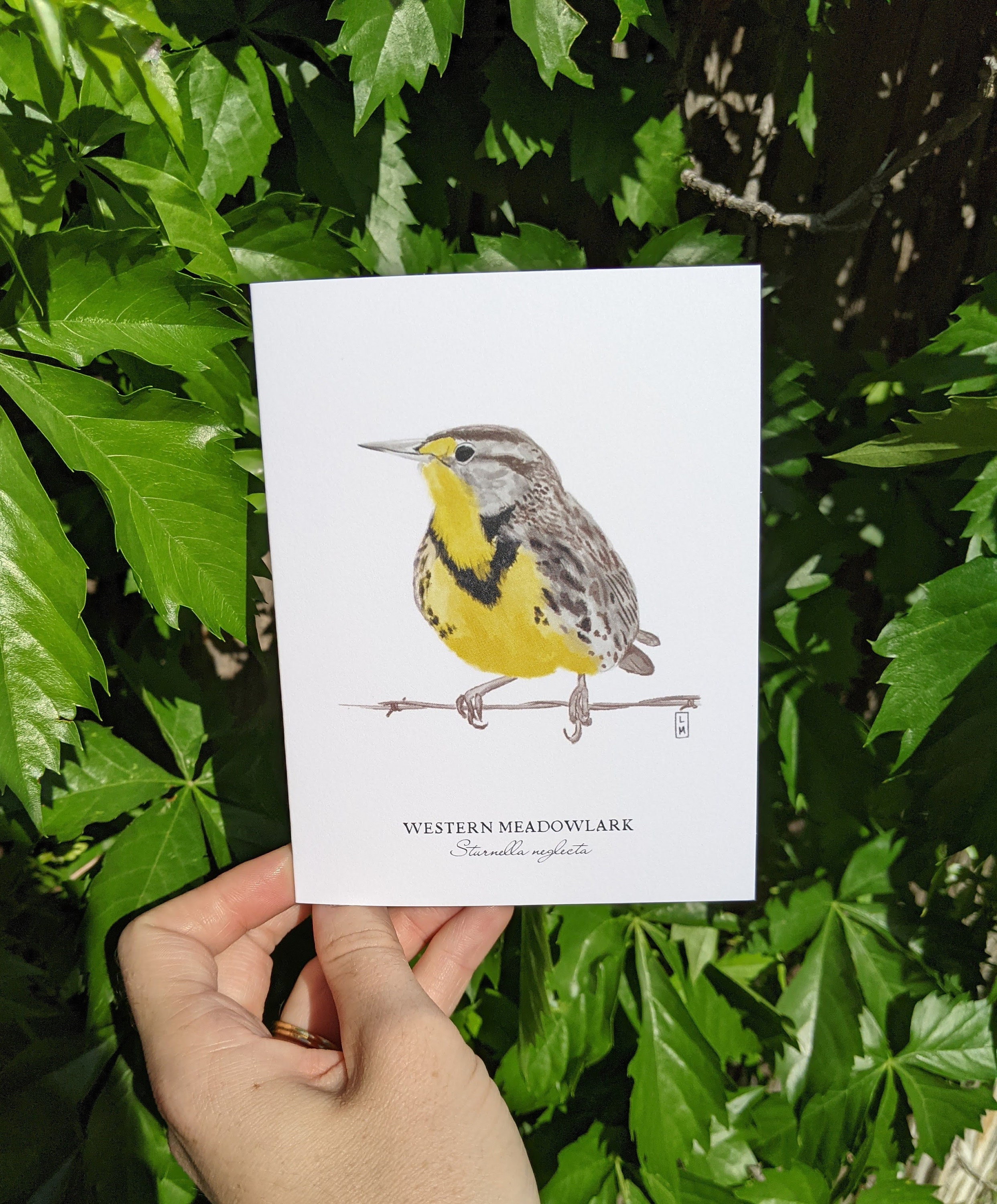 Bird Note Cards | Set of 7 | Bird Greeting Cards | Set of 7 Bird Note ...