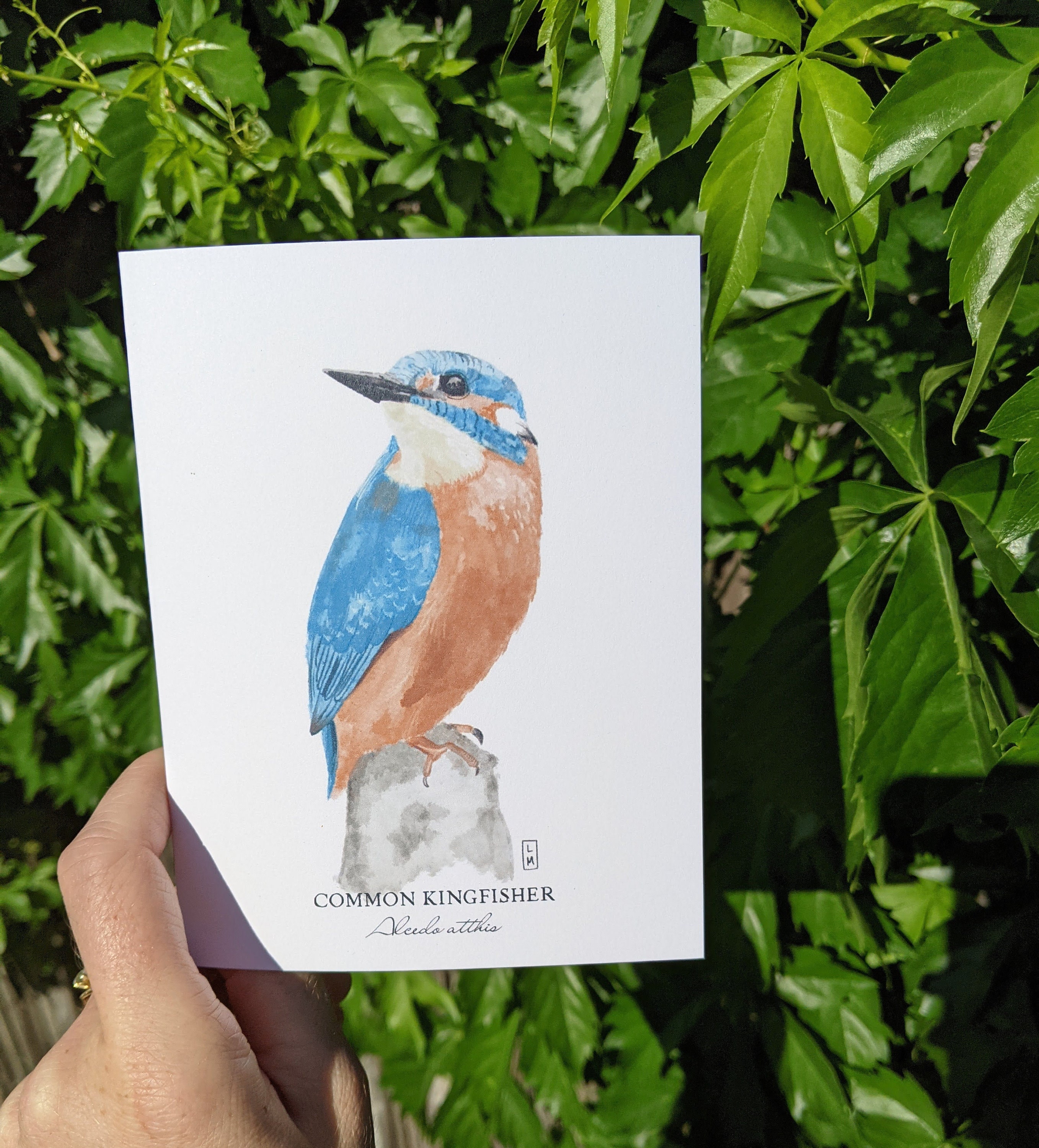 Bird Note Cards | Set of 7 | Bird Greeting Cards | Set of 7 Bird Note ...