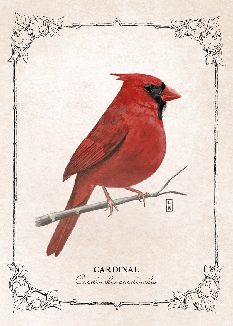 5x7 Vintage Cardinal Print | Vintage Bird Print | Cardinal Bird Print ...
