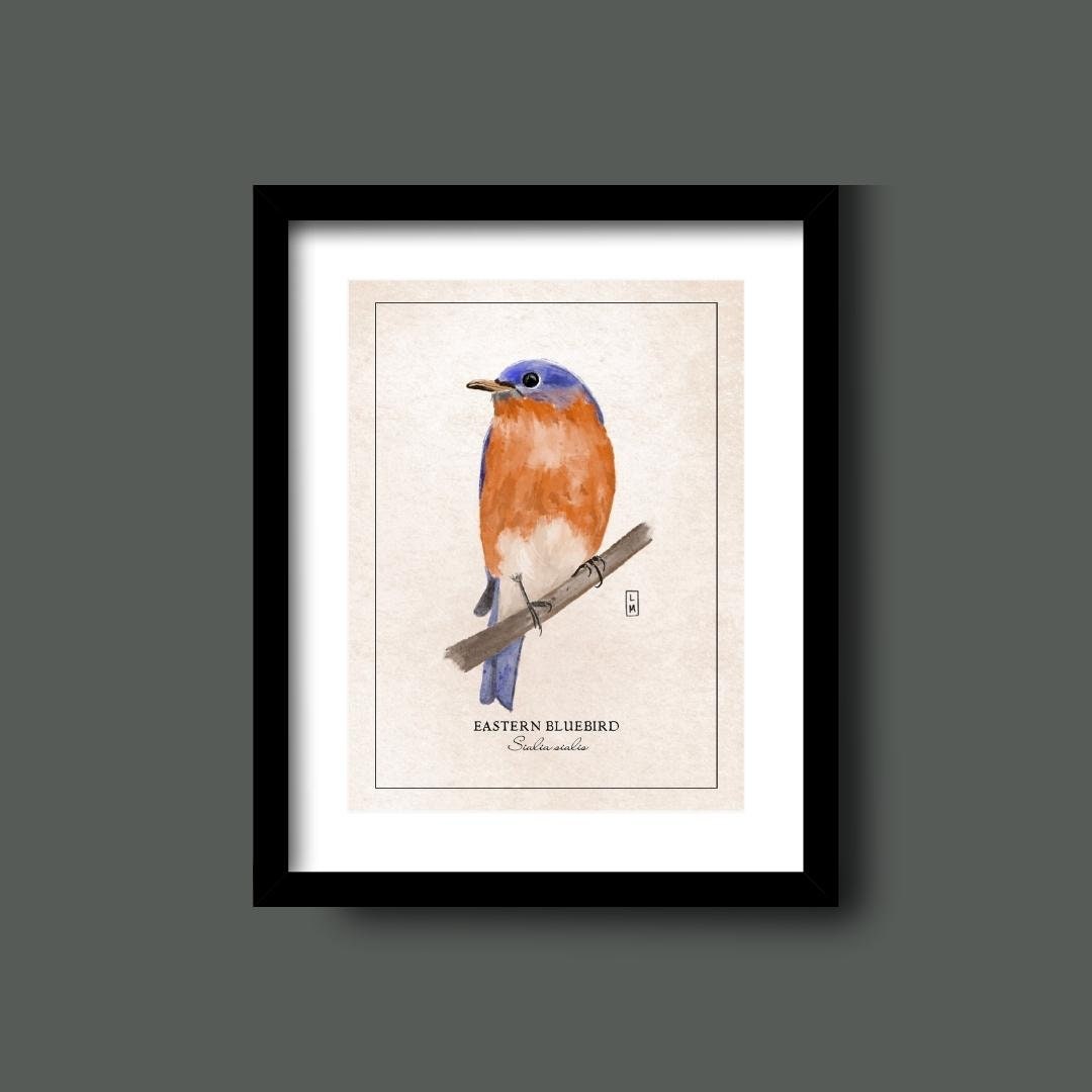 5x7 Vintage Bluebird Print | Vintage Bird Print | Eastern Bluebird ...