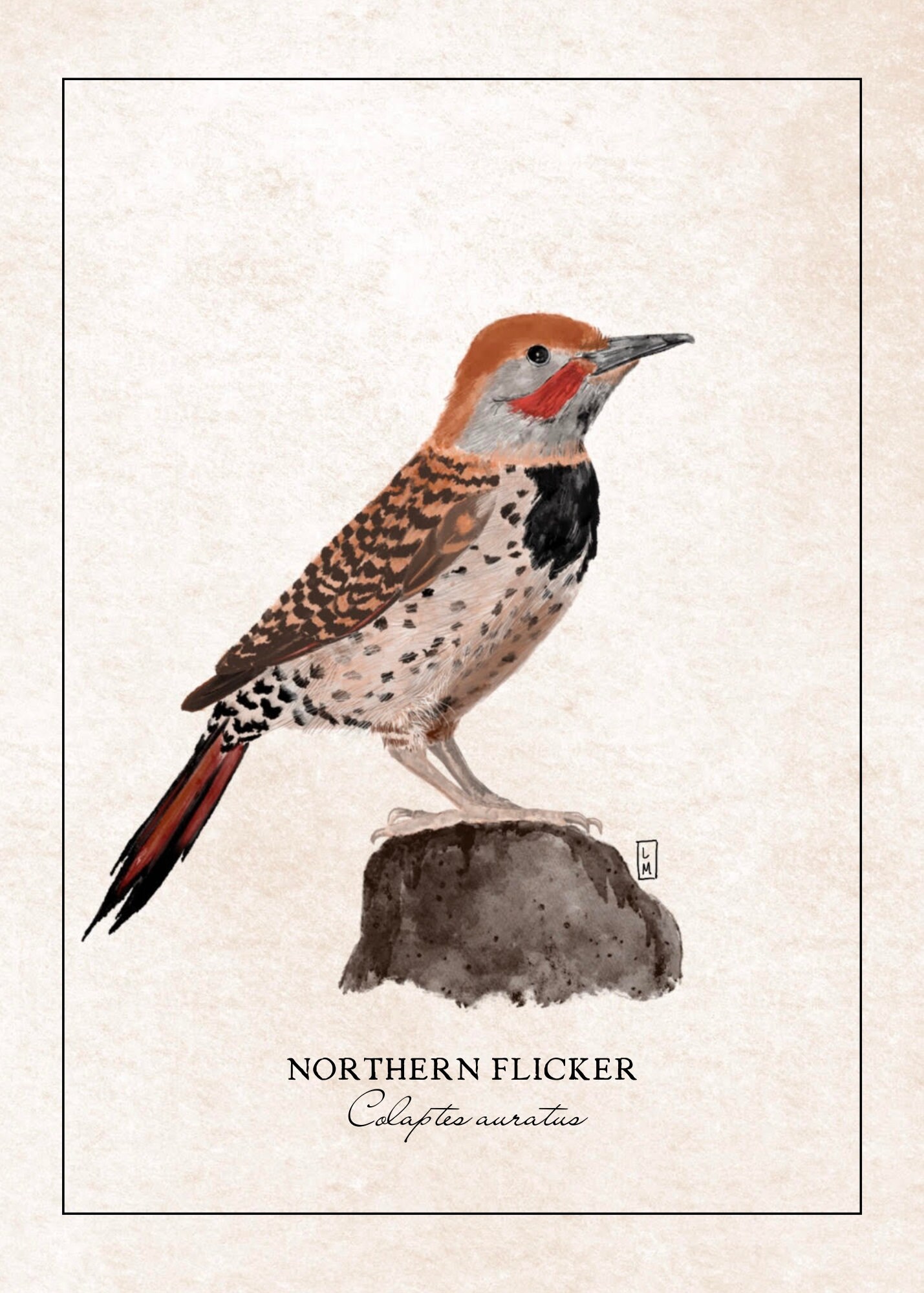 5x7 Vintage Northern Flicker Print | Vintage Bird Print | Northern ...