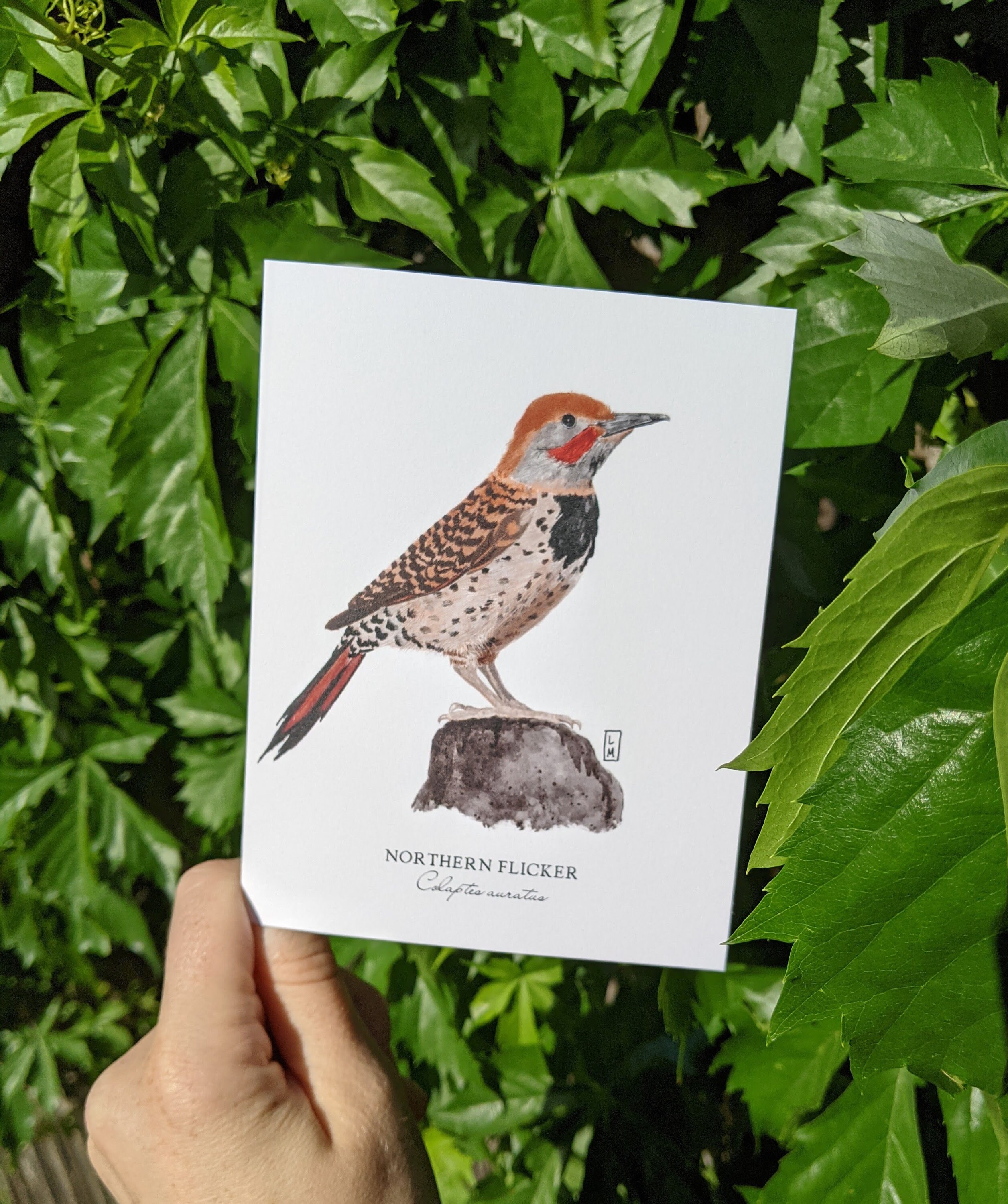 Bird Note Cards | Set of 7 | Bird Greeting Cards | Set of 7 Bird Note ...