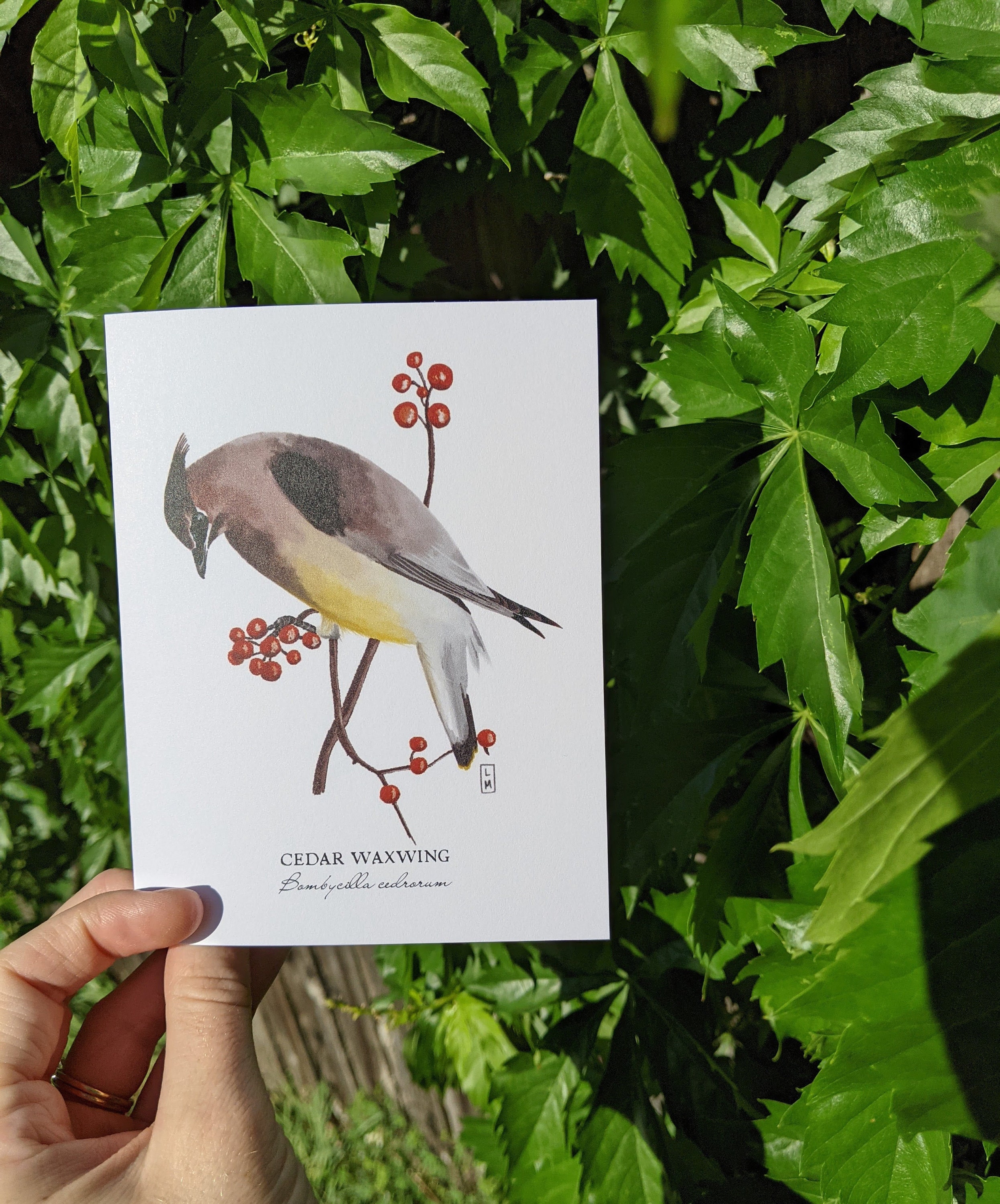 Bird Note Cards | Set of 7 | Bird Greeting Cards | Set of 7 Bird Note ...