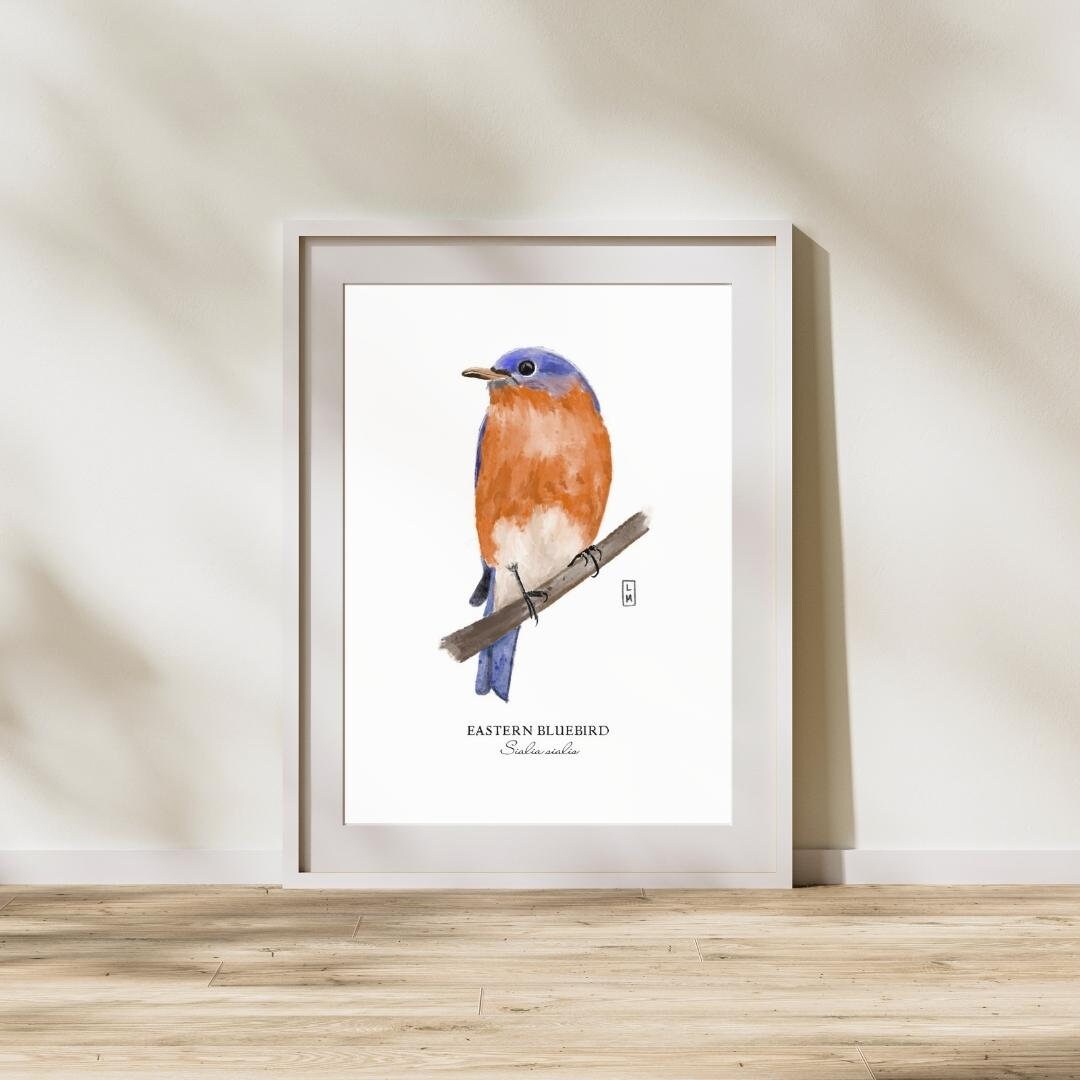 5x7 Eastern Bluebird Print | Bird Print | Bluebird Print | Hand-designed Eastern Bluebird Print ...