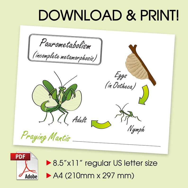 Insect Bug Metamorphosis Study Bundle homeschool Learning Materials ...