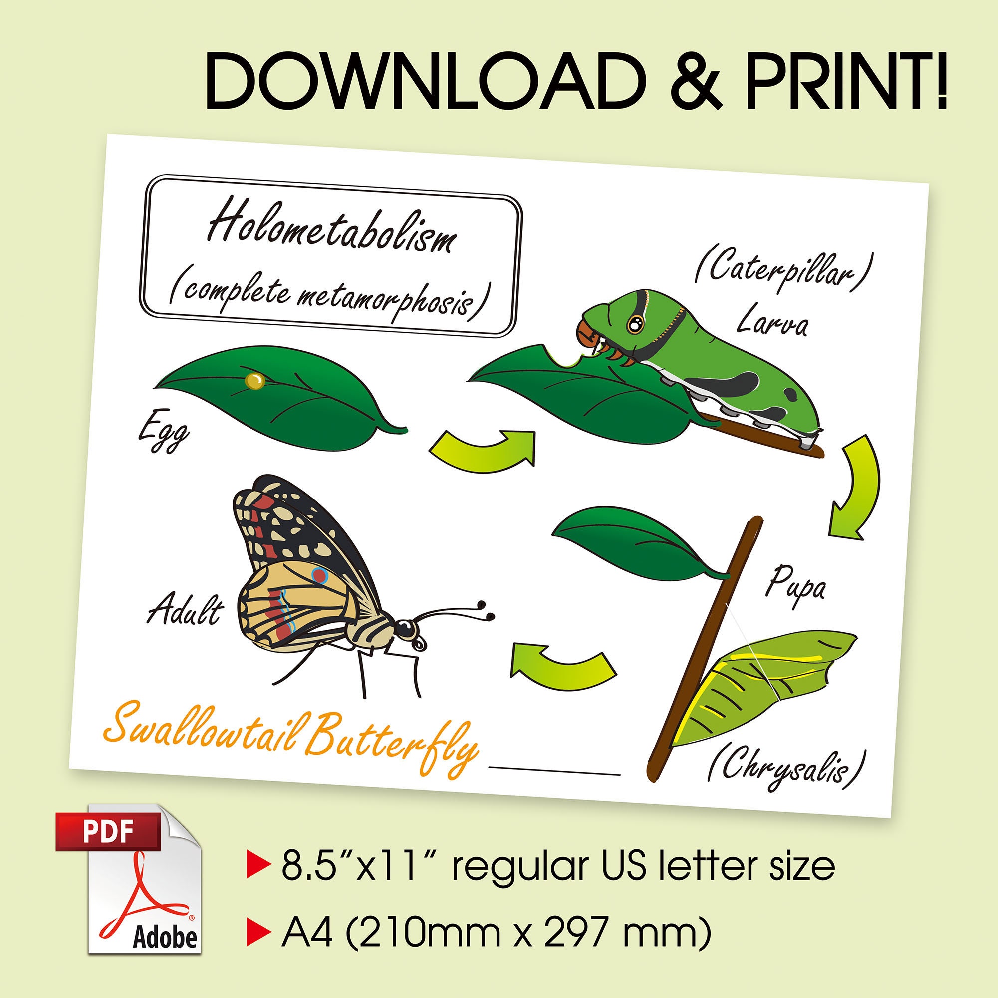 Insect Bug Metamorphosis Study Bundle homeschool Learning Materials ...