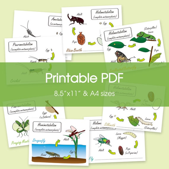 Insect Bug Metamorphosis Study Bundle homeschool Learning - Etsy