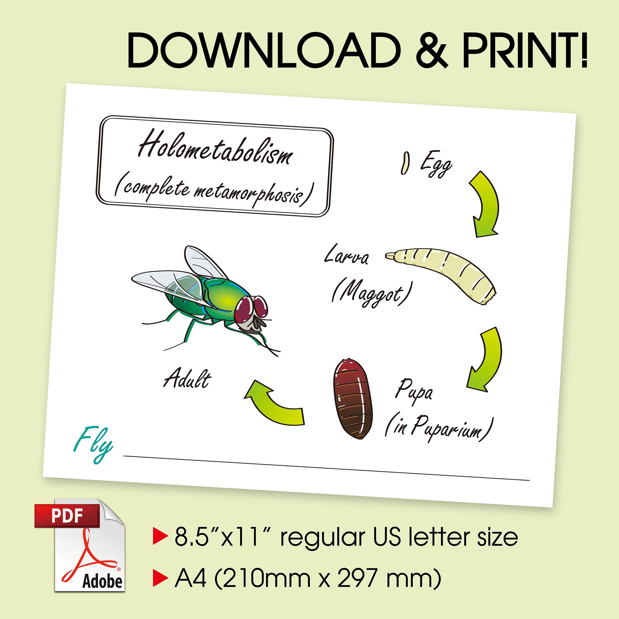 Insect Bug Metamorphosis Study Bundle homeschool Learning Materials ...