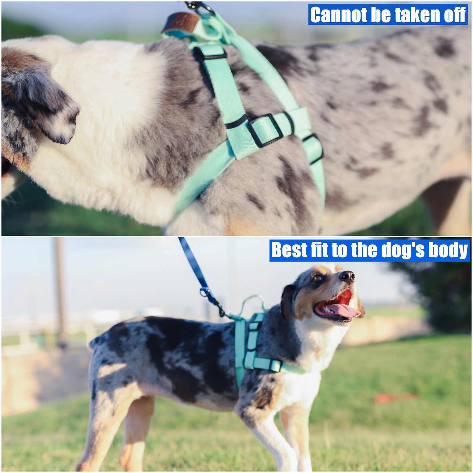 Lof Training Dog Harness With Handle Designed to Fit Dogs - Etsy