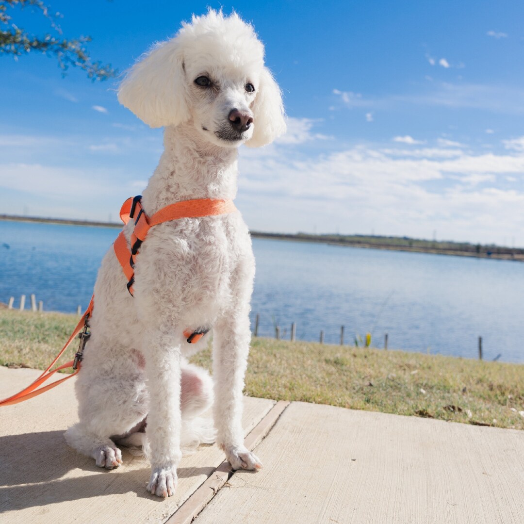 Lof Training Dog Harness With Handle, Designed to Fit Dogs Body Best ...