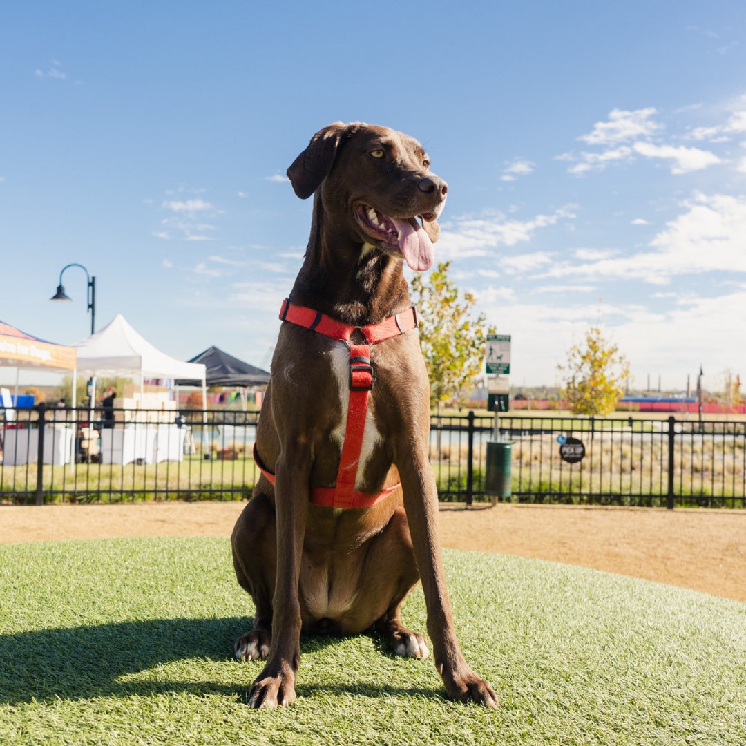 Lof Dog No Pull H-type Harness With Handle, Designed to Fit Dogs Body ...