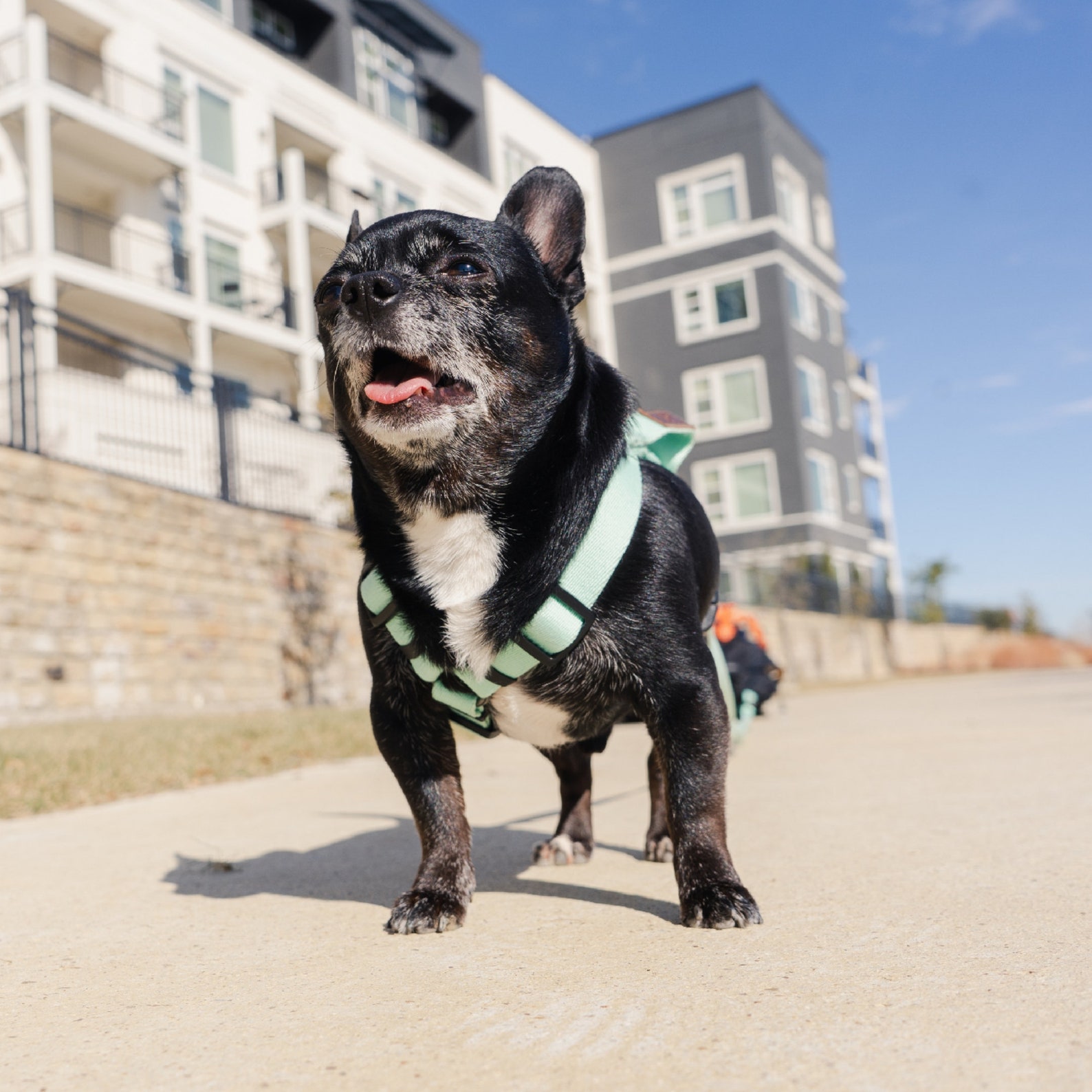 Lof Dog No Pull H-type Harness With Handle Designed to Fit - Etsy