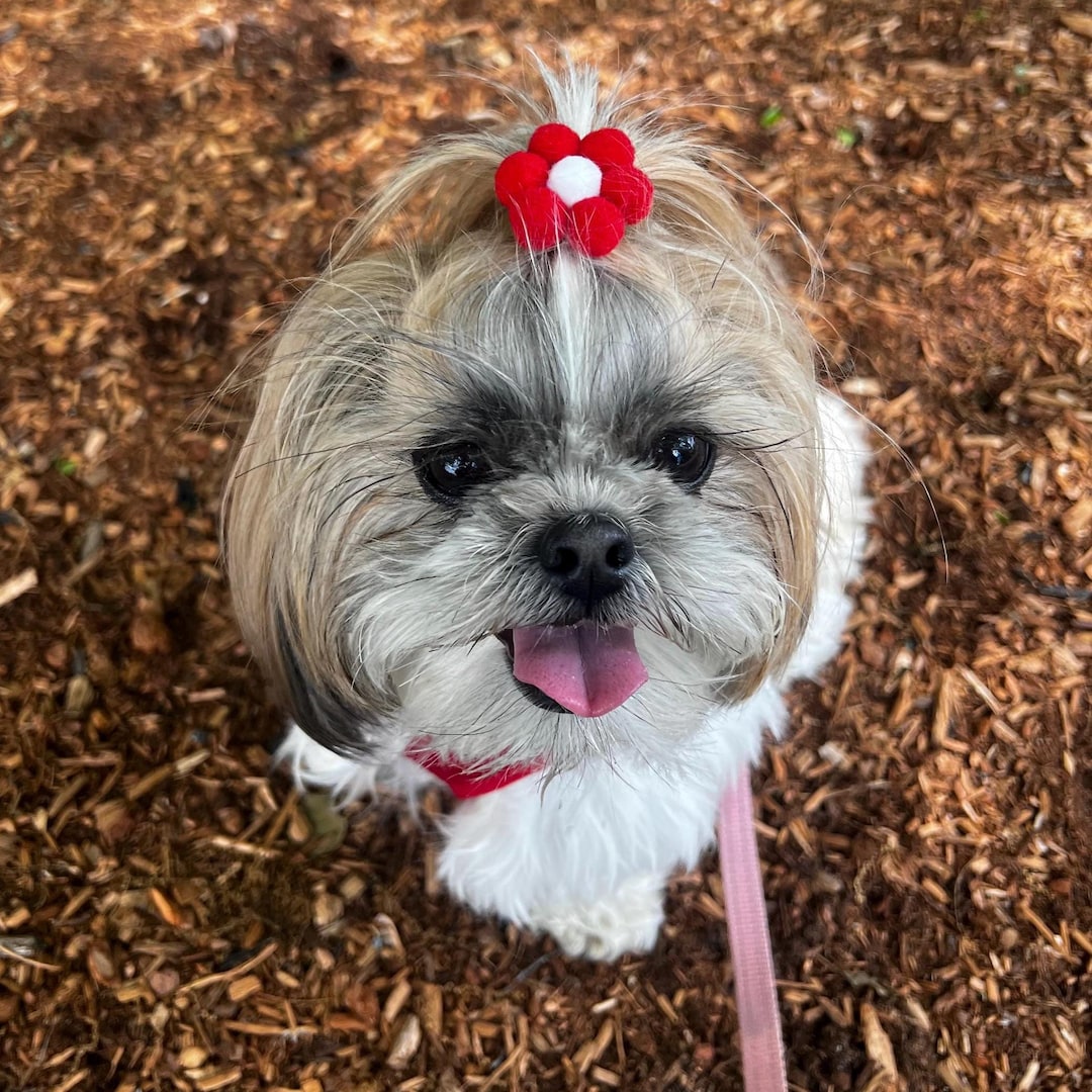 Large Pompom Flower, Dog Bows, Pet Accessories, Summer Bows, Cute Bows ...