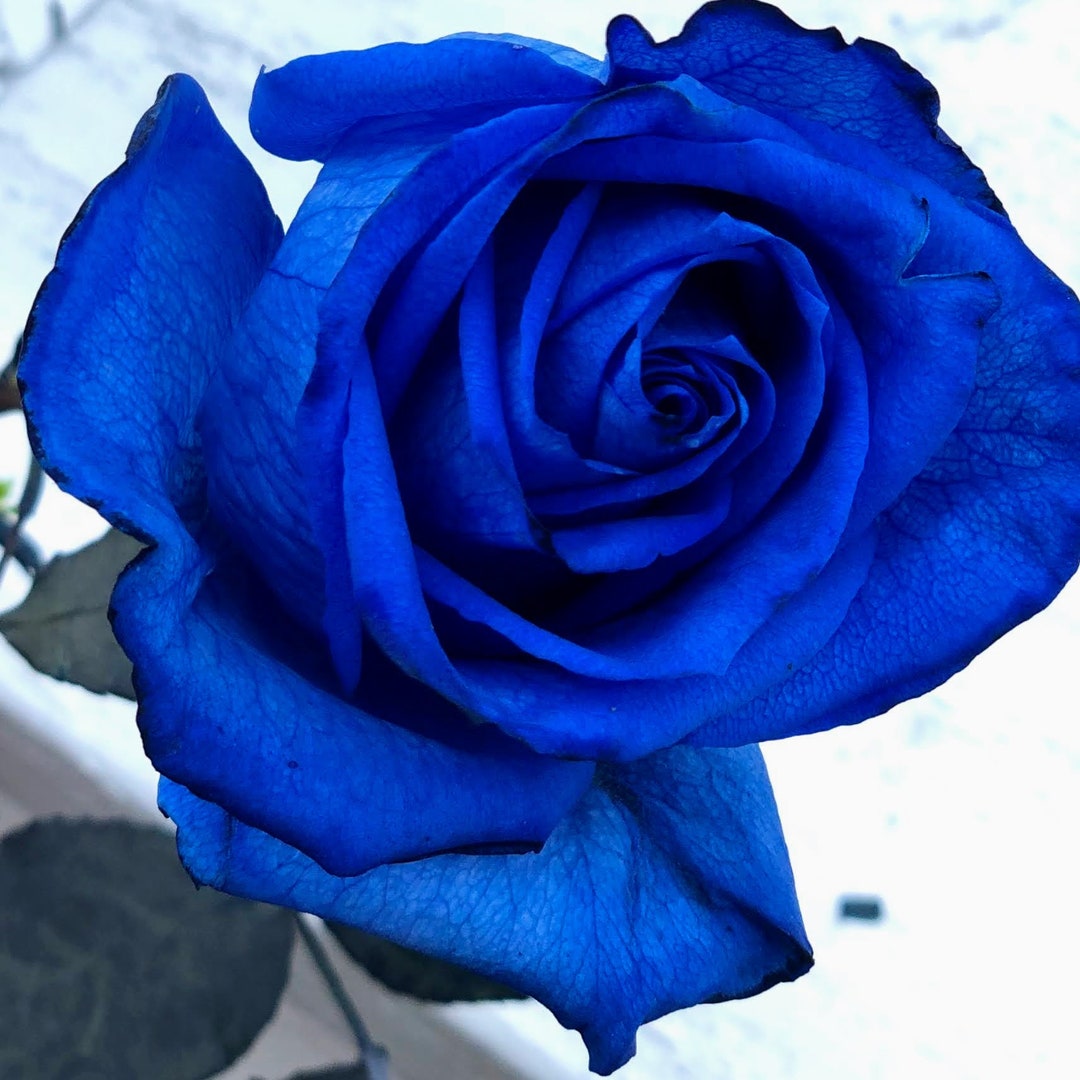 Blue Rose Digital Photograph, Flower Photography, Azure Rose, Nature ...