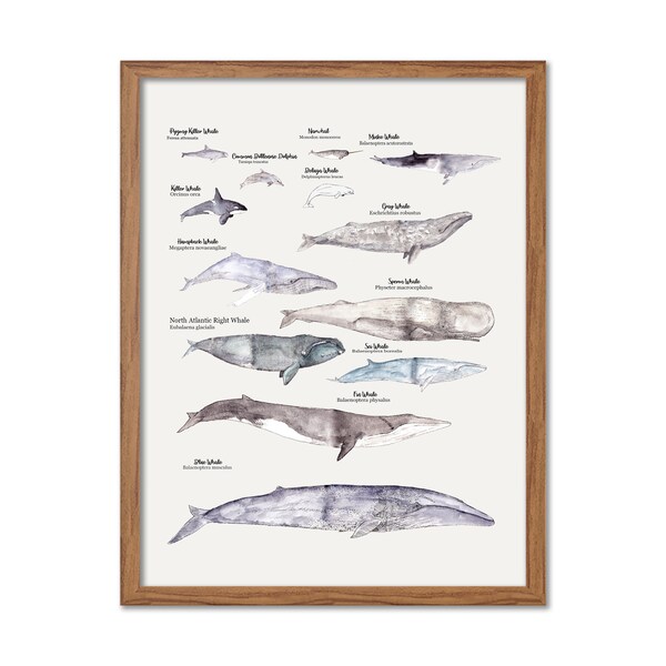 Whale Comparison Chart - Etsy