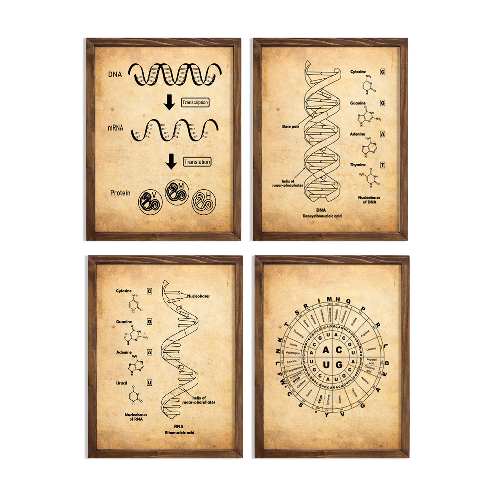 Vintage DNA and RNA Genetic Code Set Dna Wall Decor Rna Art - Etsy