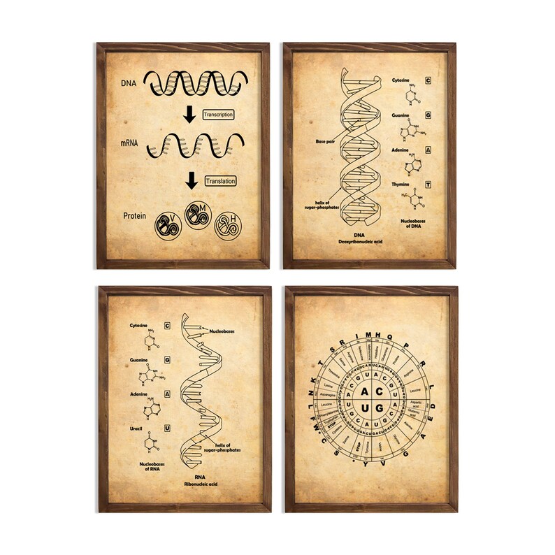 Vintage DNA and RNA Genetic Code Set Dna Wall Decor Rna Art Science ...