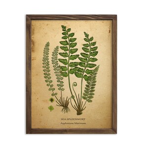 Vintage Fern Poster Set Green Fern Leaf Botanical Art Antique Fern ...