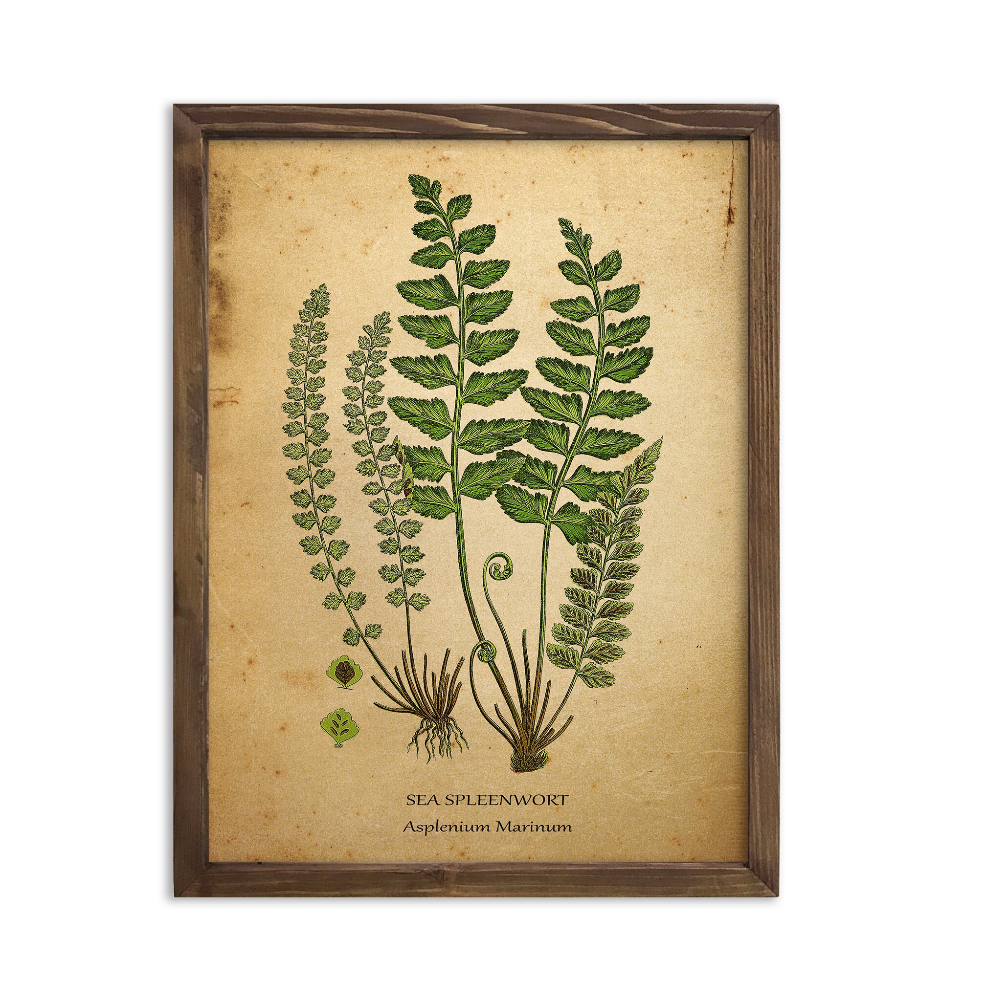 Vintage Fern Poster Set Green Fern Leaf Botanical Art Antique Fern ...
