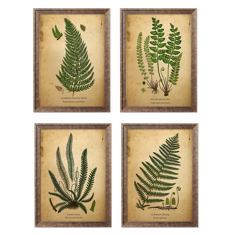 Vintage Fern Poster Set Green Fern Leaf Botanical Art Antique - Etsy