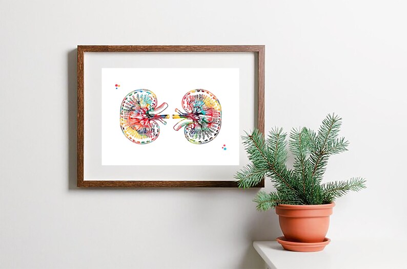 Human Kidneys Anatomy Watercolor Print Urinary Office Decor Urology Art ...
