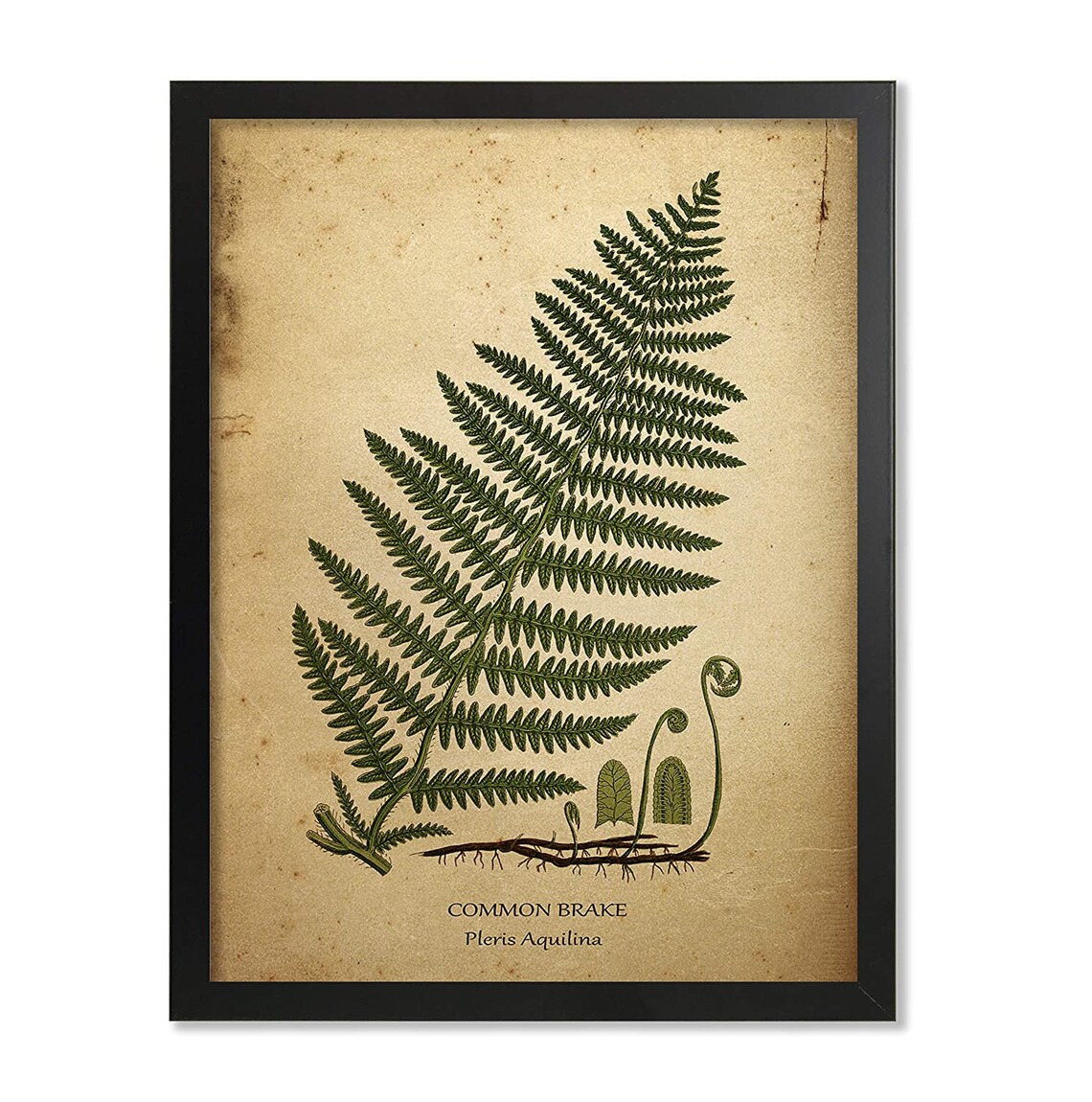 Vintage Fern Poster Set Green Fern Leaf Botanical Art Antique - Etsy