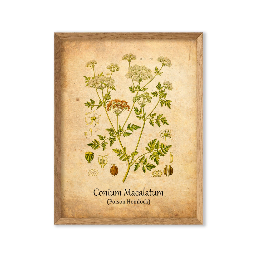 Poison Hemlock Plant Print Drugs Poisonous Antique Botanical - Etsy