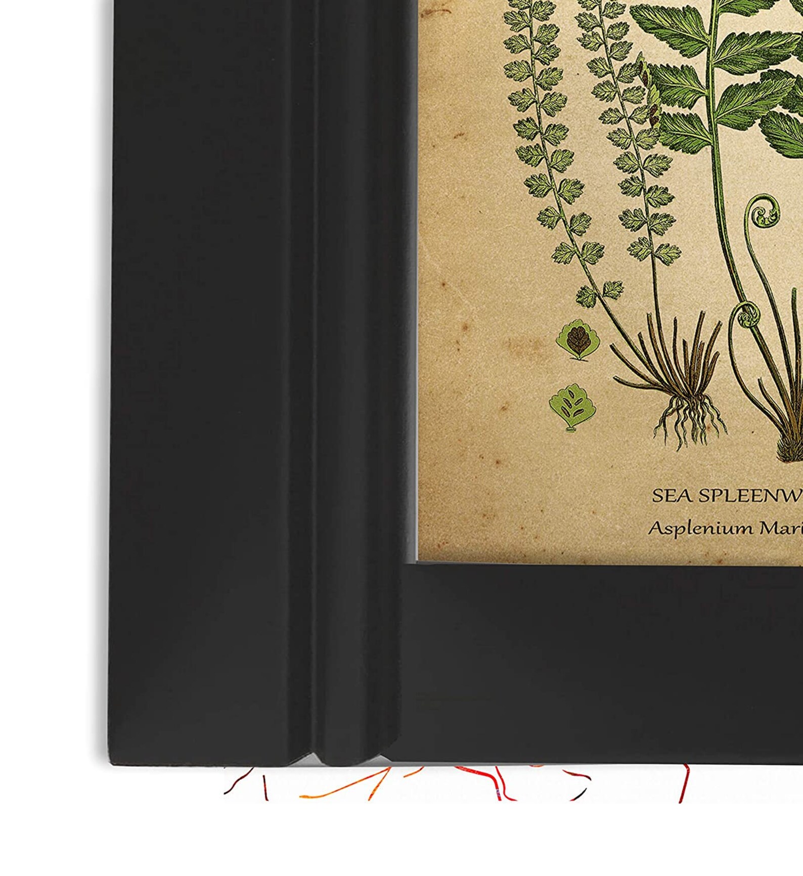 Vintage Fern Poster Set Green Fern Leaf Botanical Art Antique - Etsy