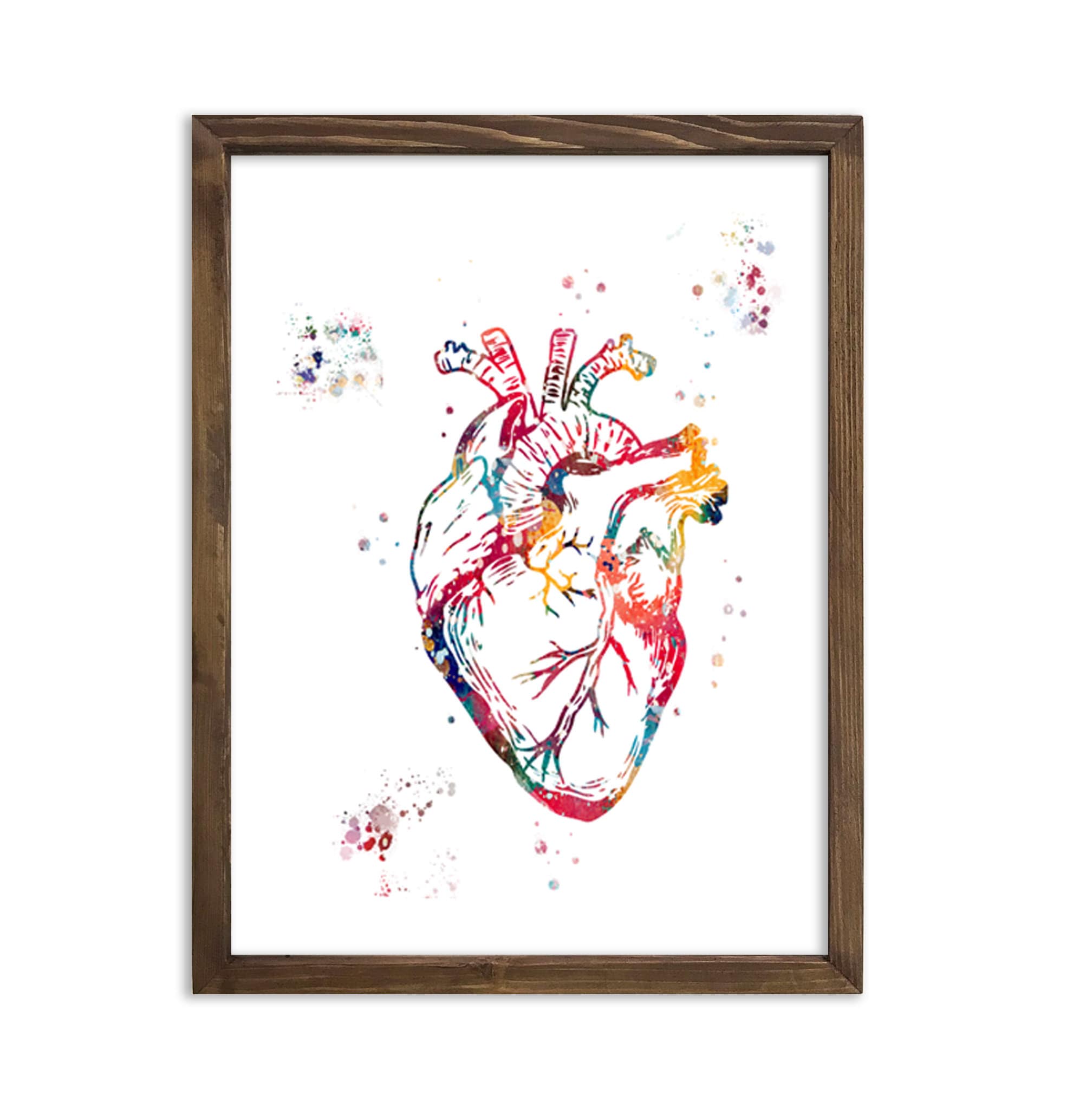 Human Anatomy Watercolor Art Medical Classroom Biology Art - Etsy