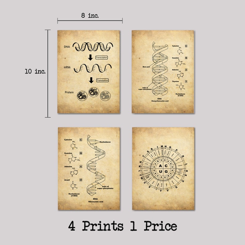 Vintage DNA and RNA Genetic Code Set Dna Wall Decor Rna Art - Etsy