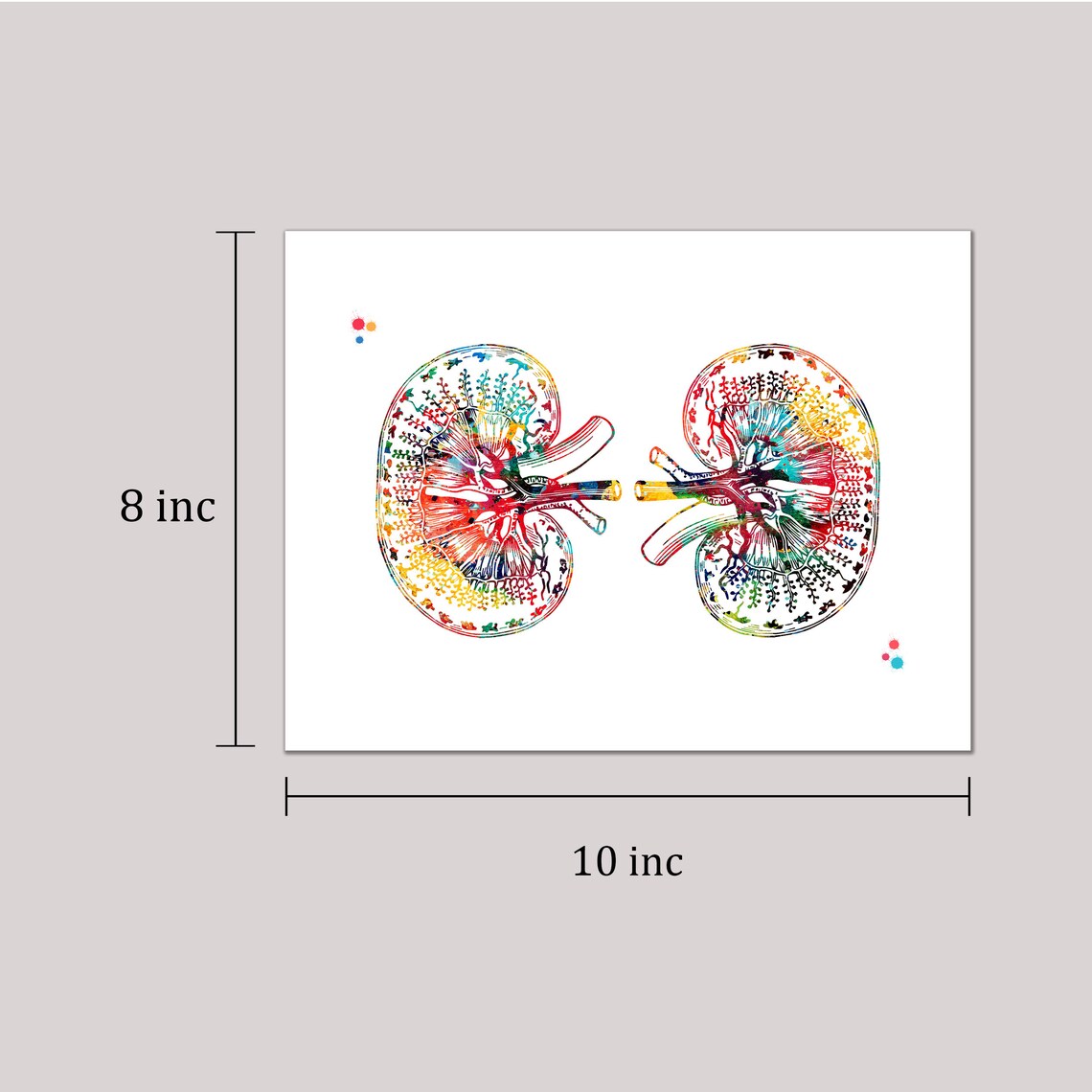 Human Kidneys Anatomy Watercolor Print Urinary Office Decor Urology Art ...