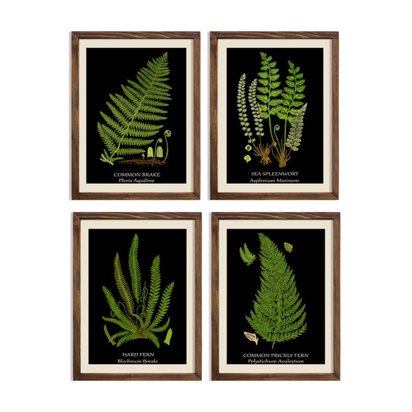 Fern Print - Etsy