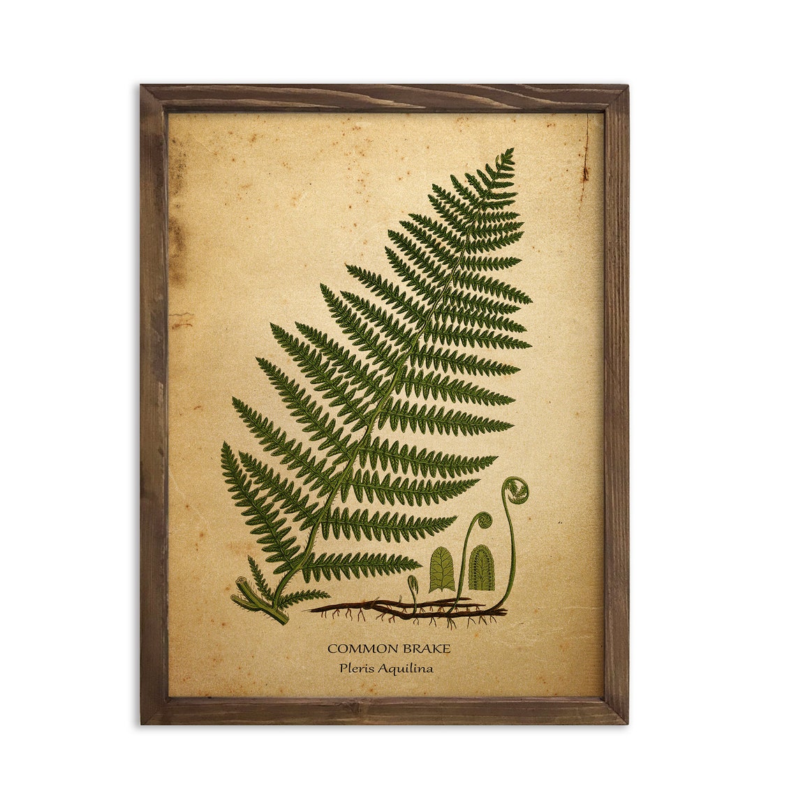 Vintage Fern Poster Set Green Fern Leaf Botanical Art Antique Fern ...