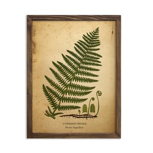 Vintage Fern Poster Set Green Fern Leaf Botanical Art Antique Fern ...