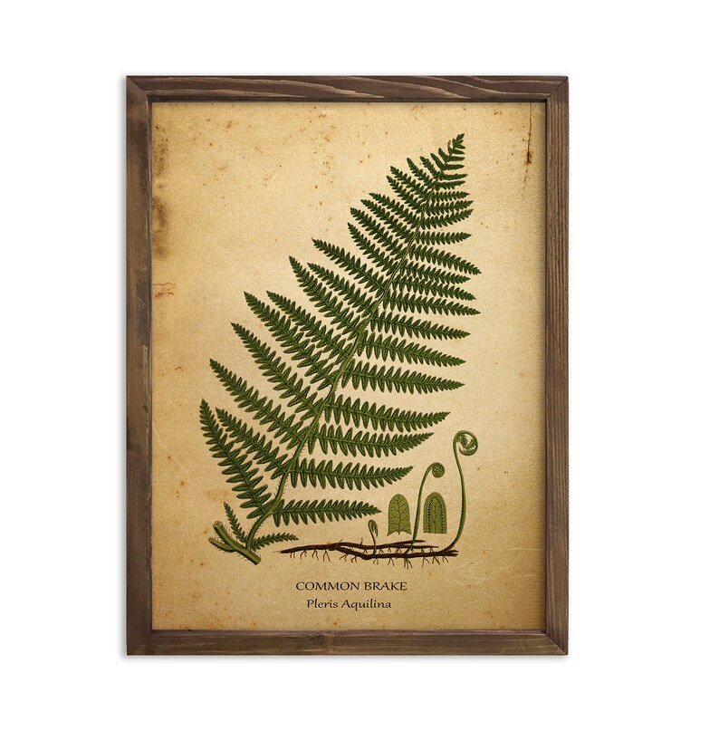 Vintage Fern Poster Set Green Fern Leaf Botanical Art Antique Fern ...