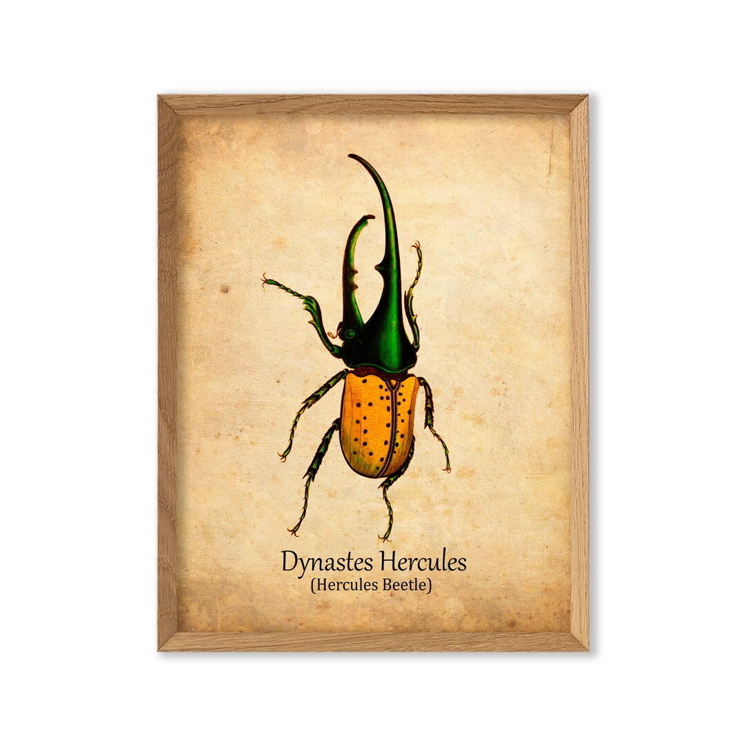 Male Hercules Beetle Vintage Print Insect Dynastes Hercules Entomology ...