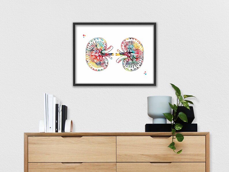 Human Kidneys Anatomy Watercolor Print Urinary Office Decor Urology Art ...