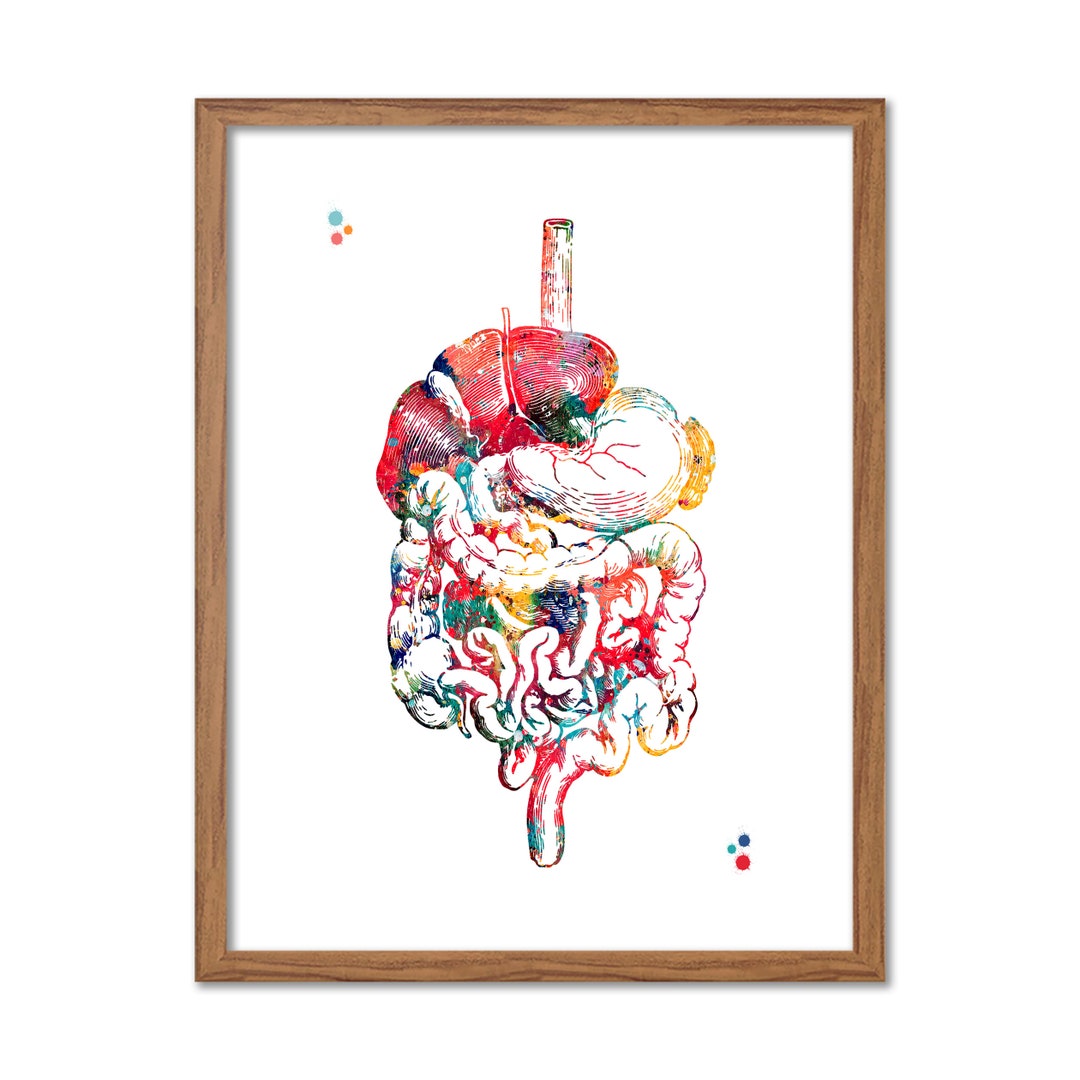 Digestive System Anatomy Watercolor Art Digestive Tract Anatomy Office ...