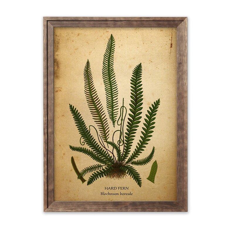 Vintage Fern Poster Set Green Fern Leaf Botanical Art Antique - Etsy