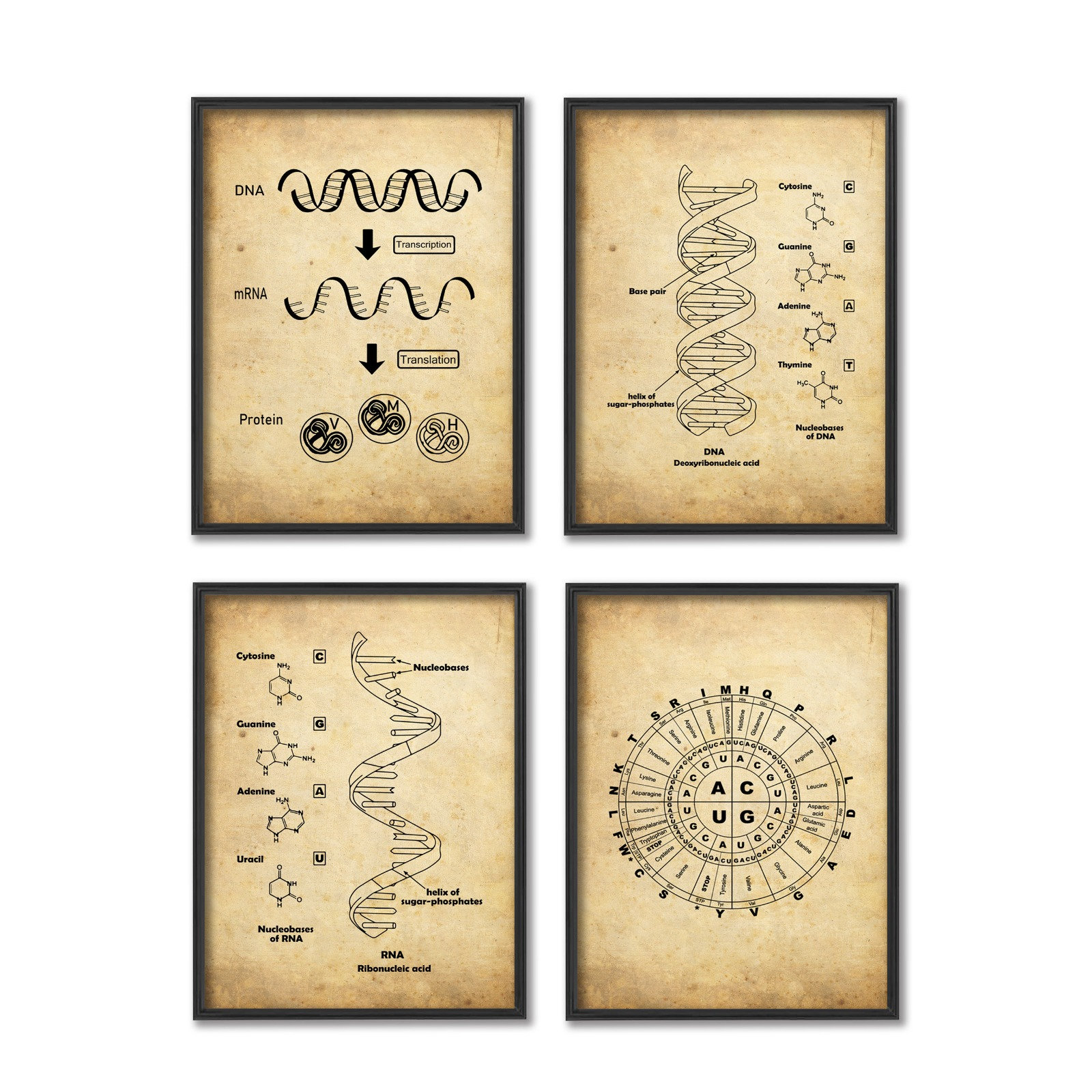 Vintage DNA and RNA Genetic Code Set Dna Wall Decor Rna Art - Etsy