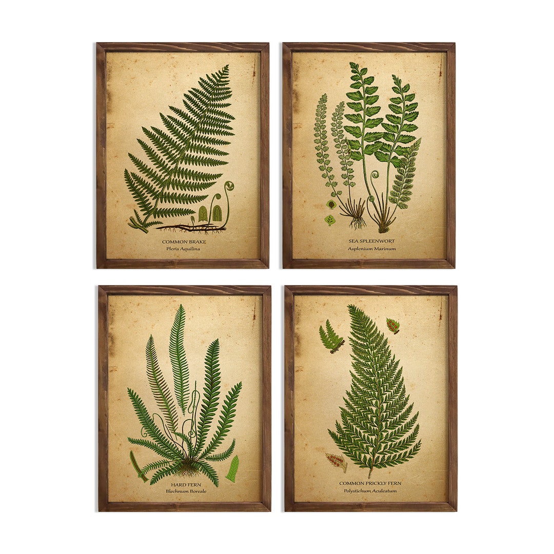 Vintage Fern Poster Set Green Fern Leaf Botanical Art Antique Fern ...