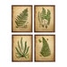 Vintage Fern Poster Set Green Fern Leaf Botanical Art Antique Fern ...